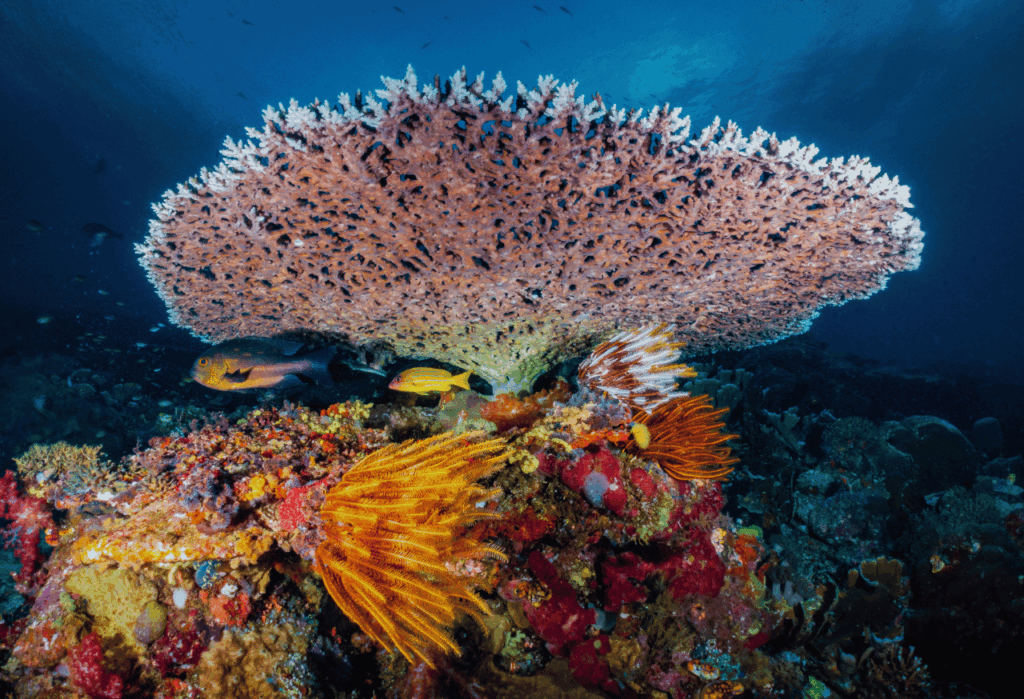 Konservasi Taman Nasional Kepulauan Seribu - Kepulauan Seribu